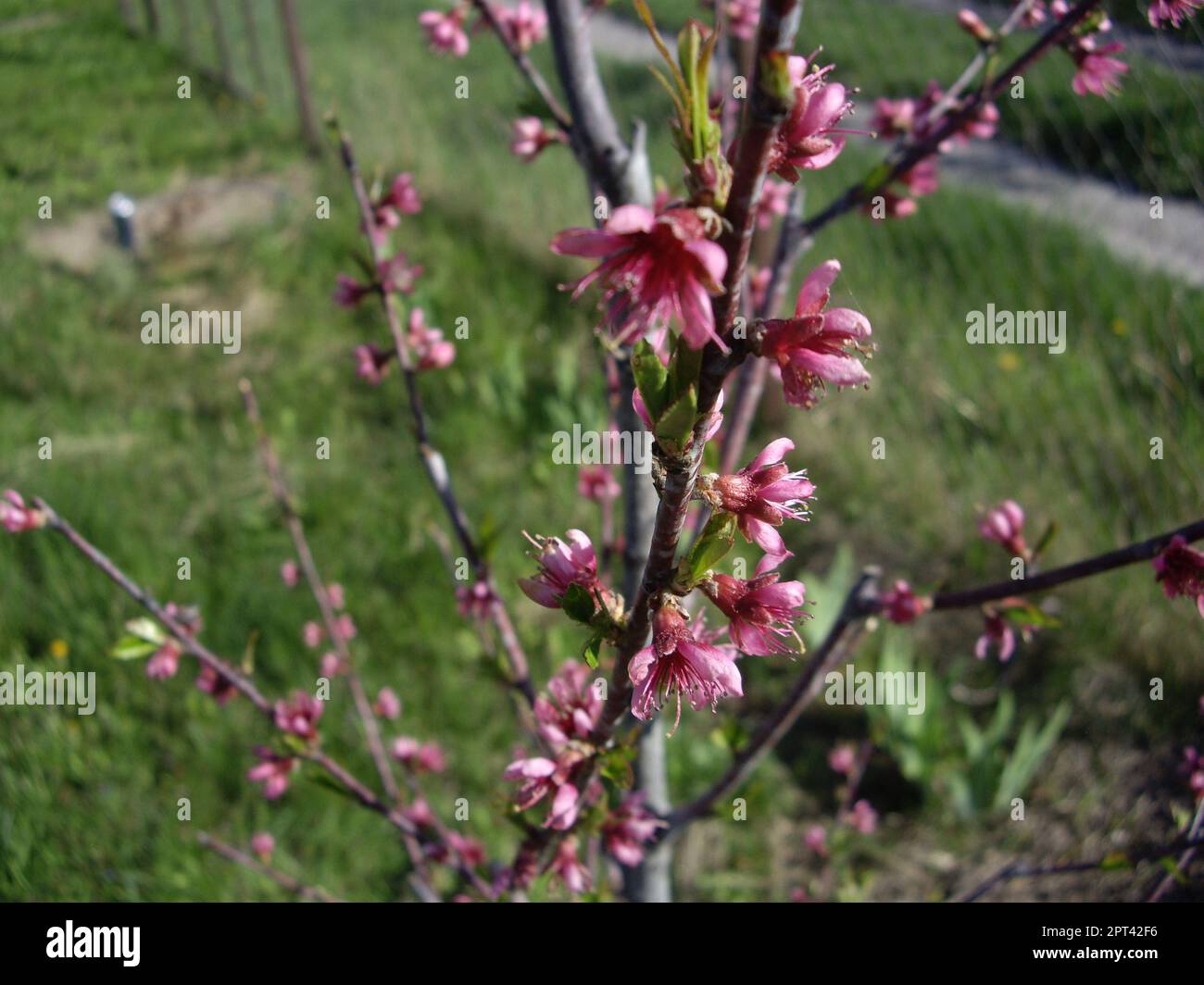 Spring flowers bloomed in the garden in a the village Stock Photo - Alamy