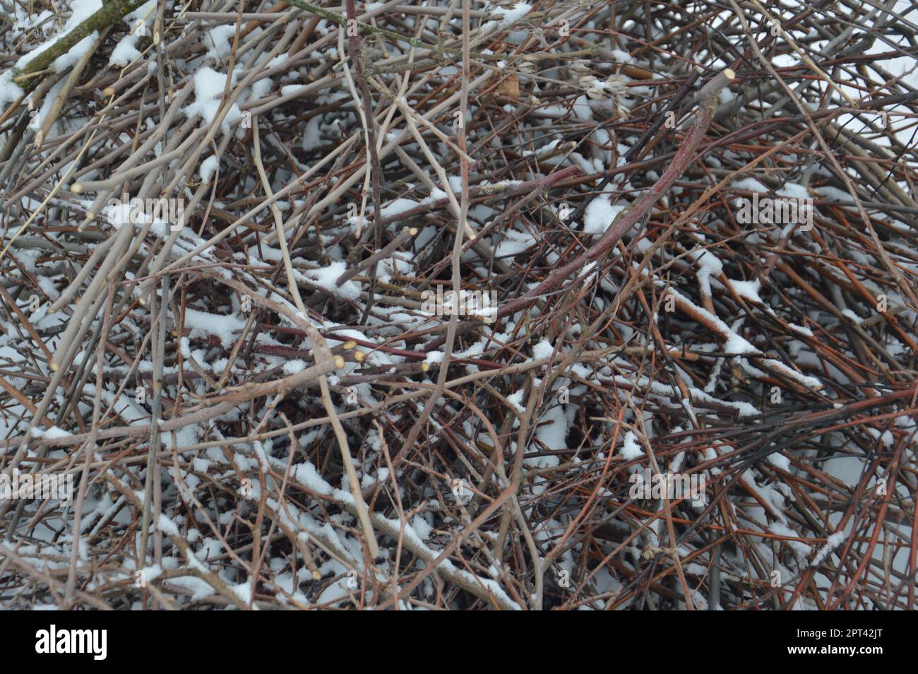 Snow texture with plants on a the ground Stock Photo - Alamy