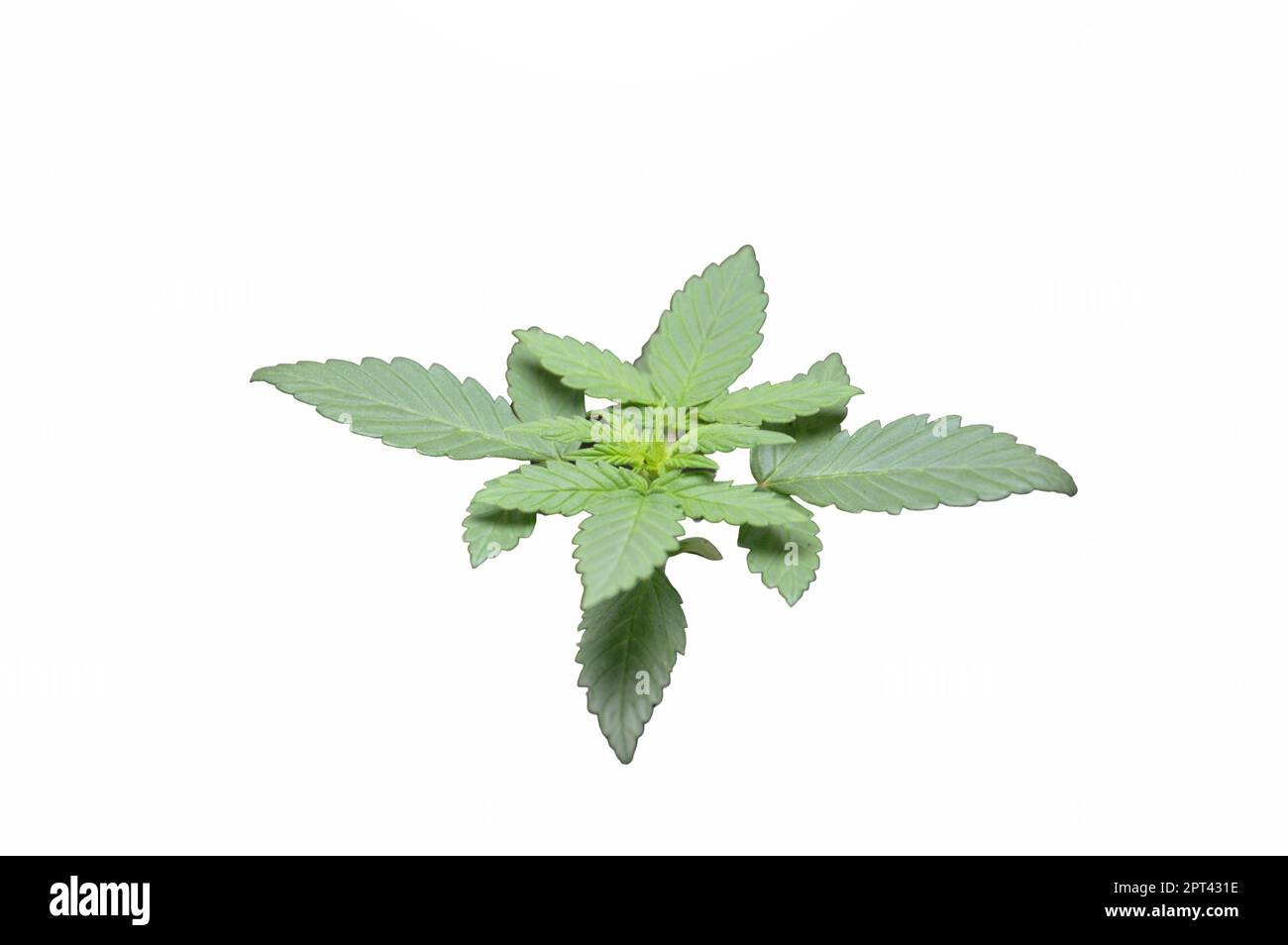 Small flower grows Cut Out Stock Images & Pictures - Alamy