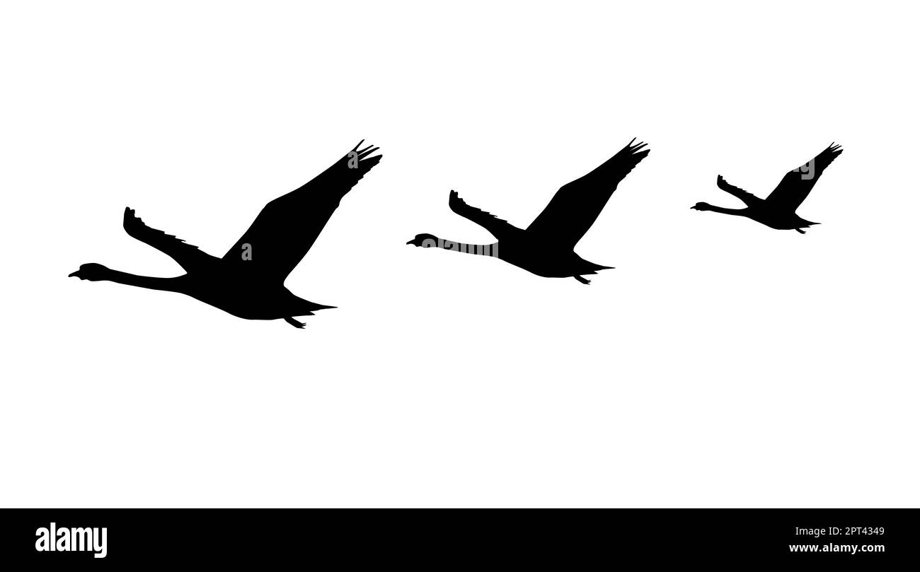 Silhouettes of three flying swans set over a white background Stock ...