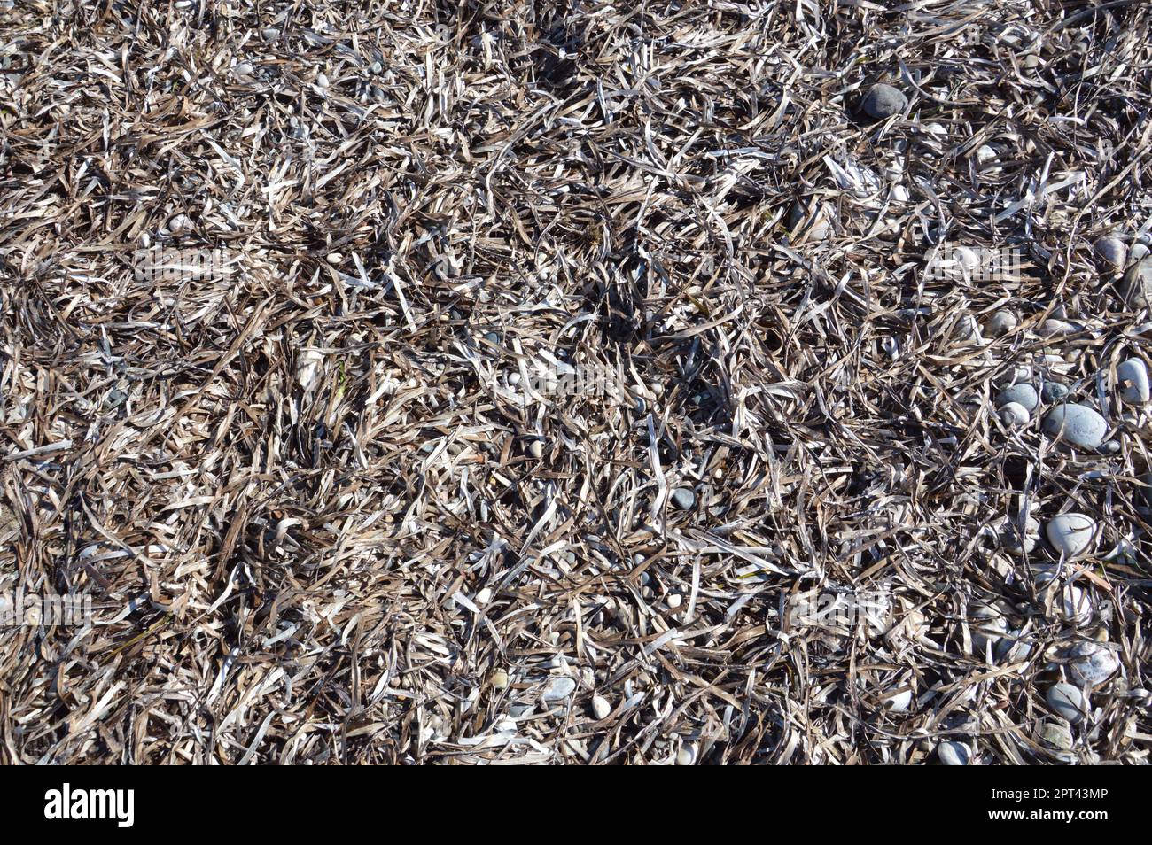 Seaweed texture on the shores of in the Aegean Sea Stock Photo - Alamy
