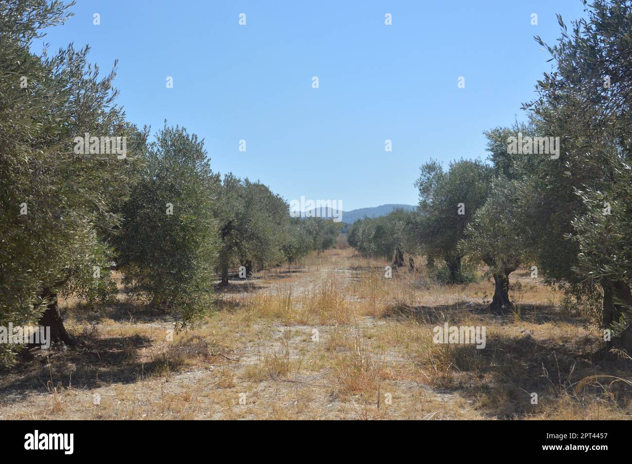 Olive tree garden on rhodes hi-res stock photography and images - Alamy