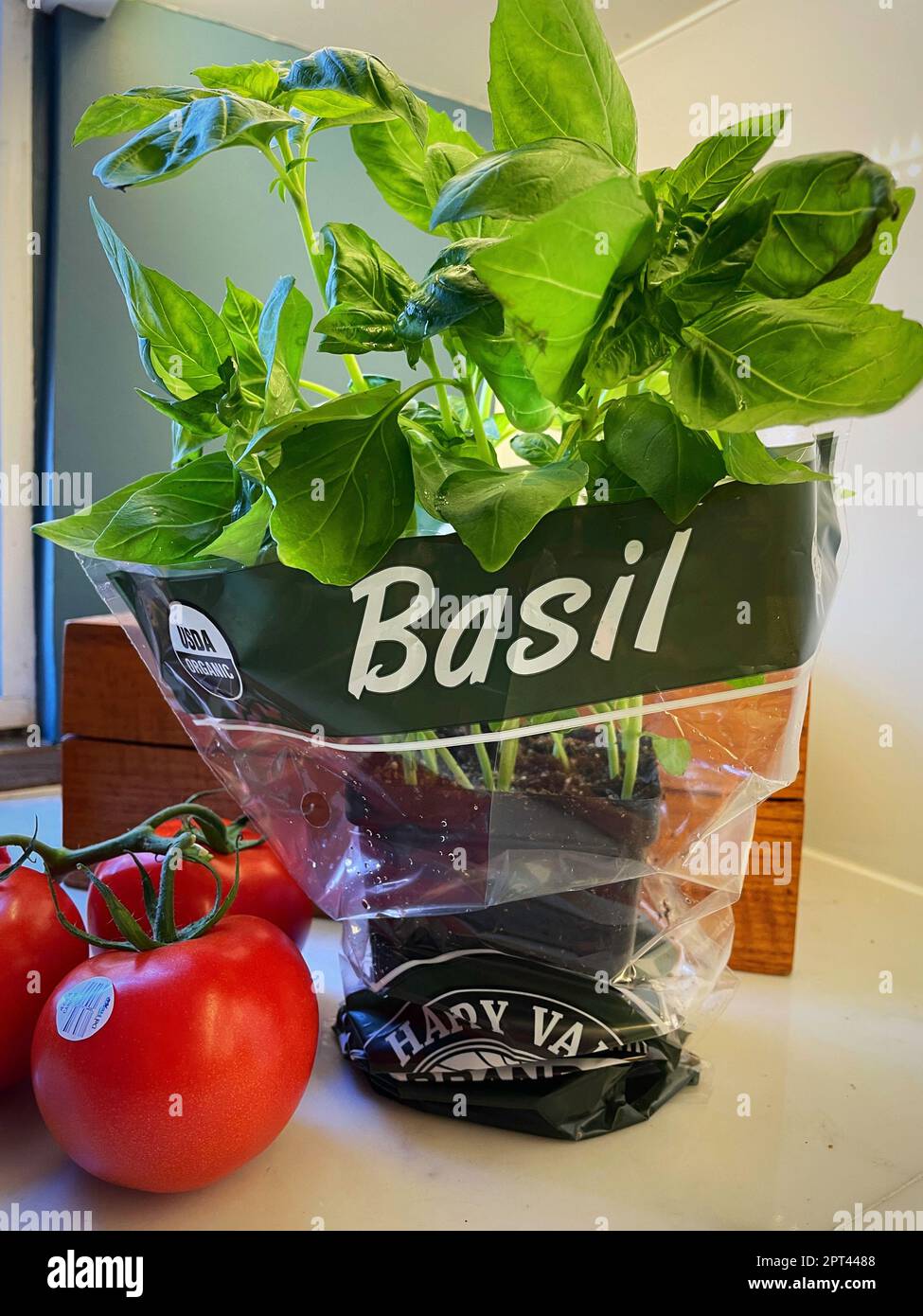 hydroponic basil Growing in an Apartment Kitchen , NYC, USA Stock Photo ...