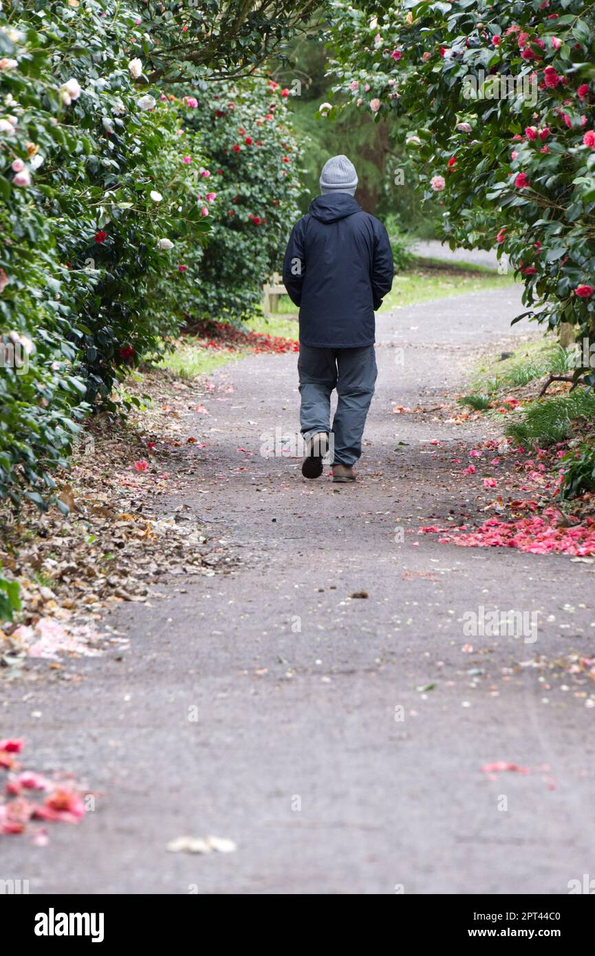 man walking on path between spring flowering camellia plants at ...