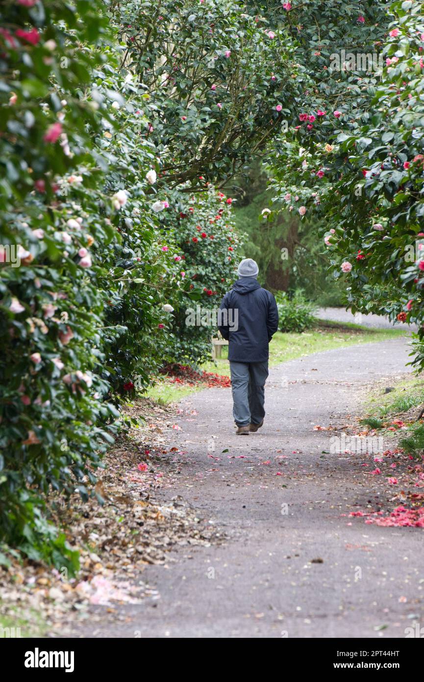 Spring flowering shrubs hi-res stock photography and images - Alamy