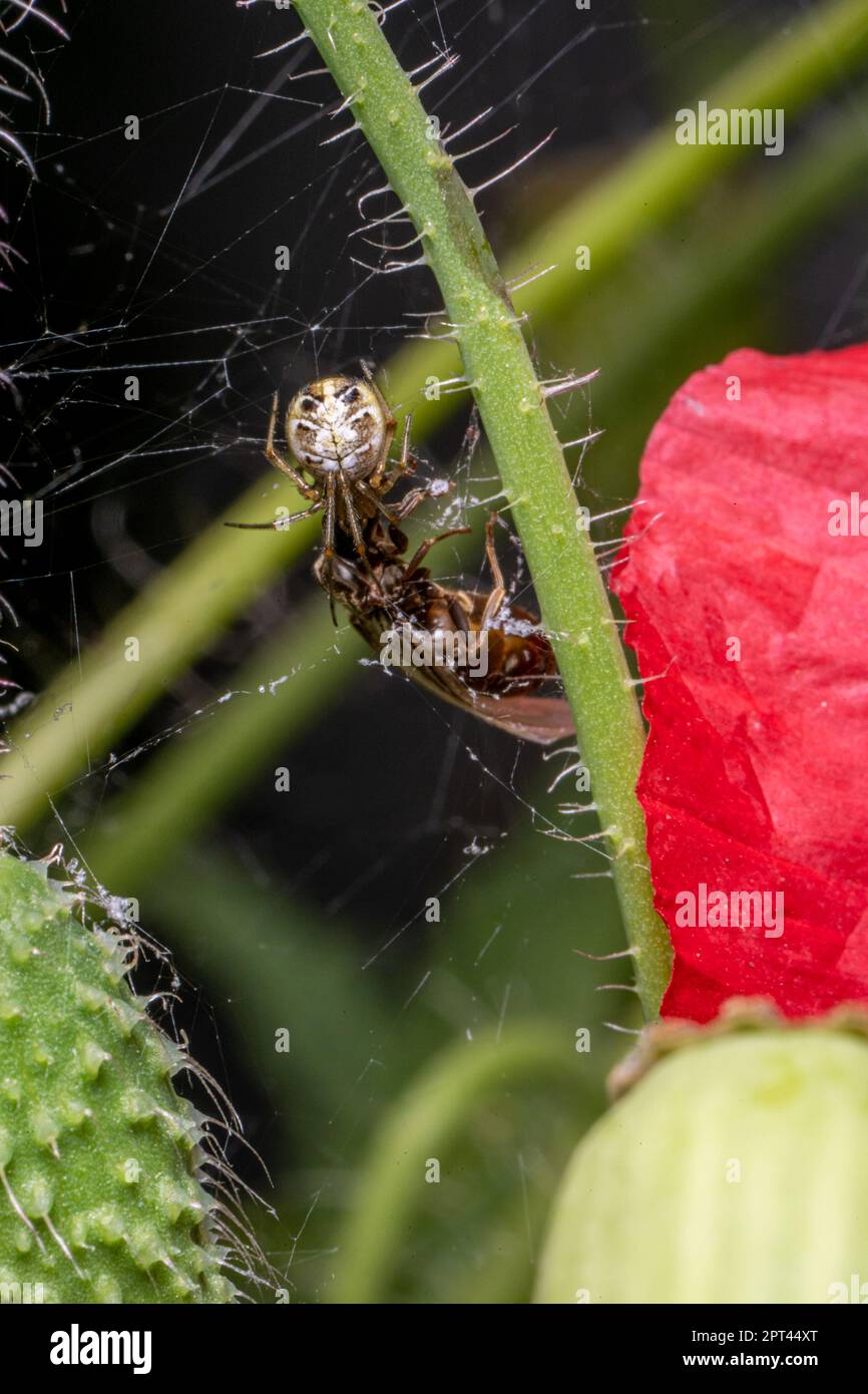 Small spider spinning its web on a flower stem attacking a trapped ...