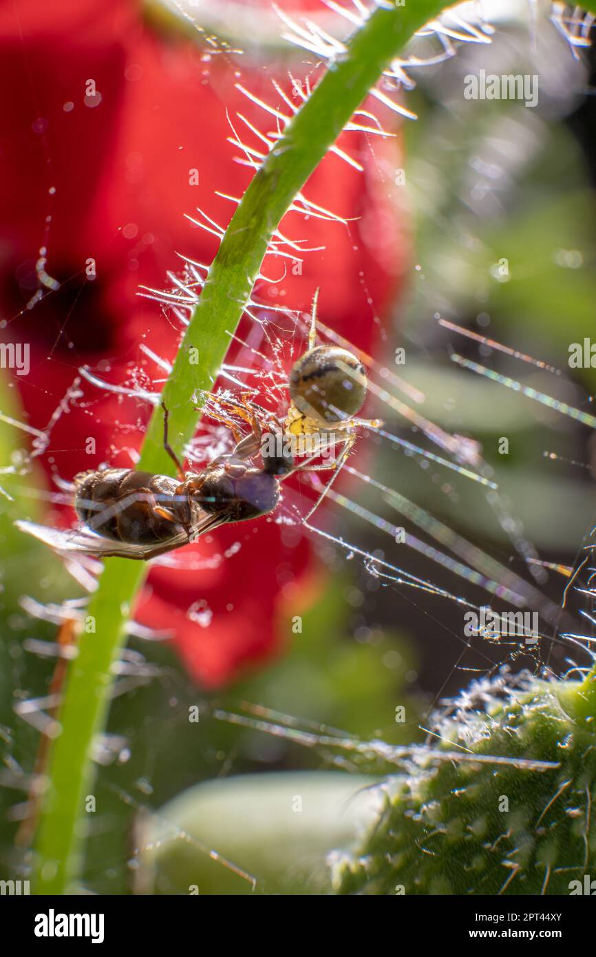 Small spider spinning its web on a flower stem attacking a trapped ...