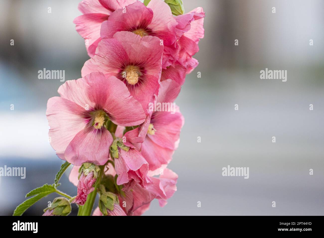 Flowers of Alcea rosea in a garden Stock Photo - Alamy