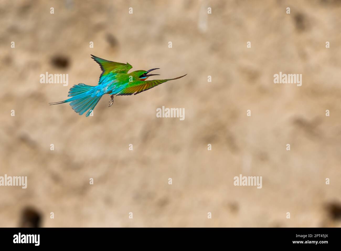 A Blue Tailed Bee Eater in flight Stock Photo - Alamy