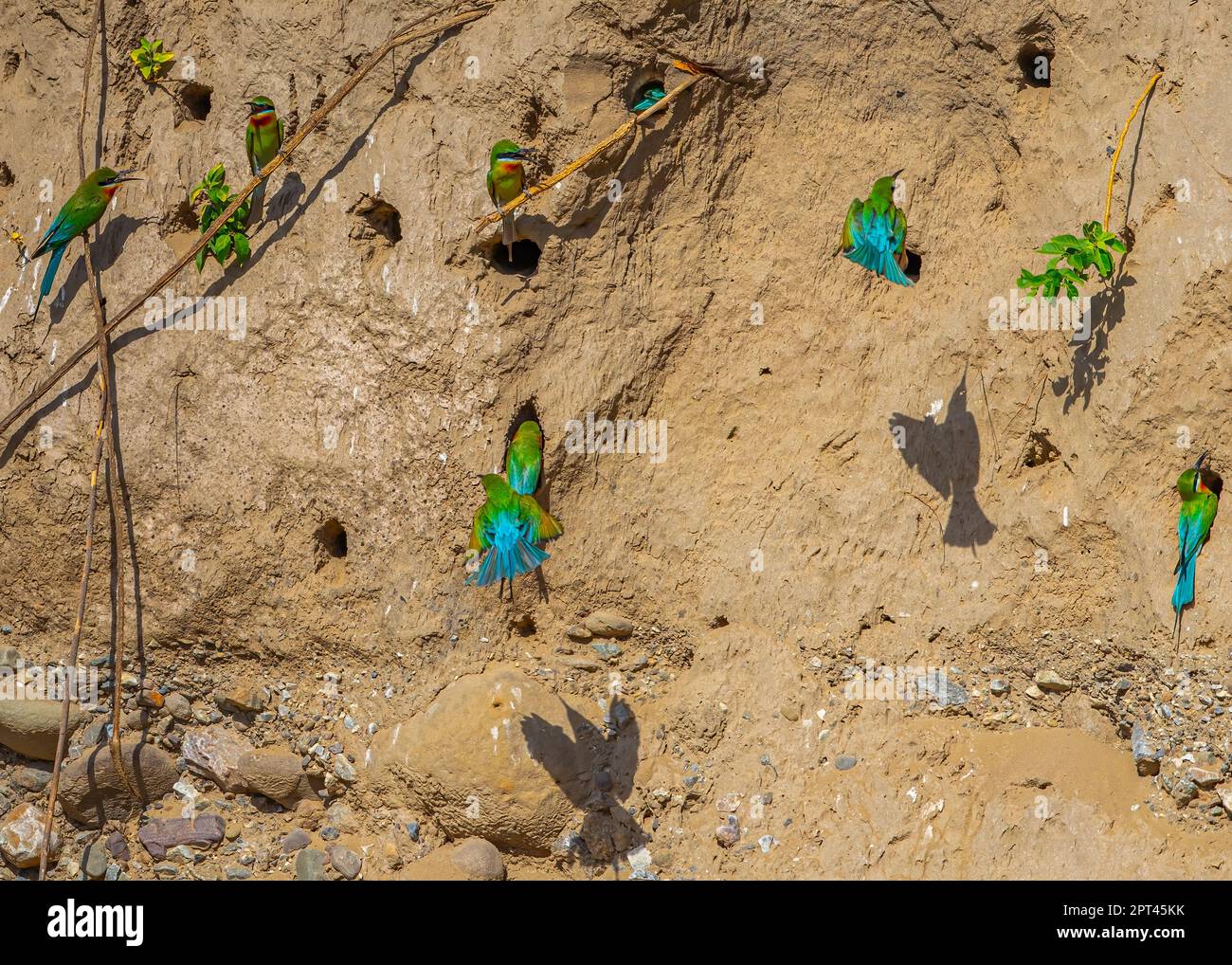 A Blue tail bee eater colony Stock Photo - Alamy