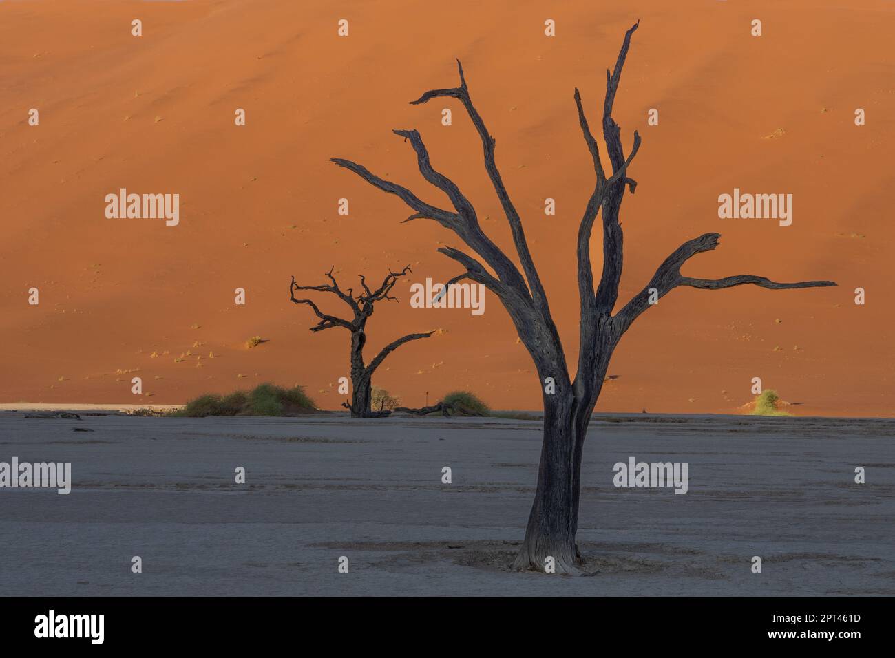 Dead trees in Death Valley Sossusvlei Sand dunes Nambia Stock Photo - Alamy