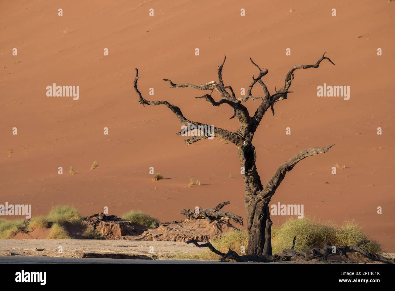 Dead trees in Death Valley Sossusvlei Sand dunes Nambia Stock Photo - Alamy
