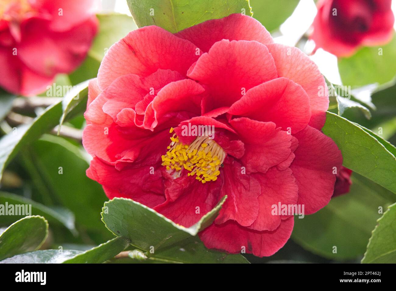 Red spring blooms hi-res stock photography and images - Alamy