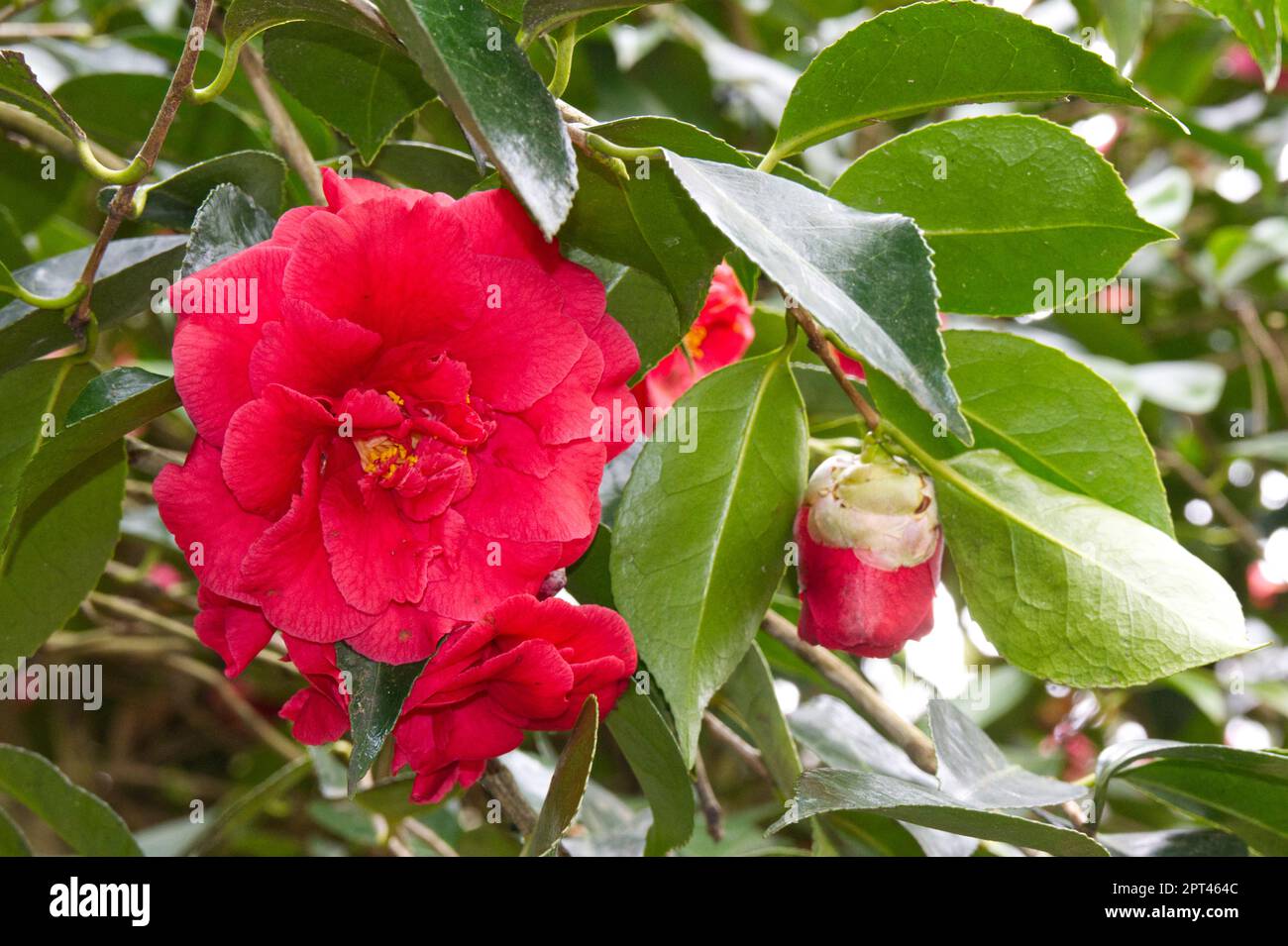 Gorgeous red spring blooms of Camellia japonica in UK garden April ...