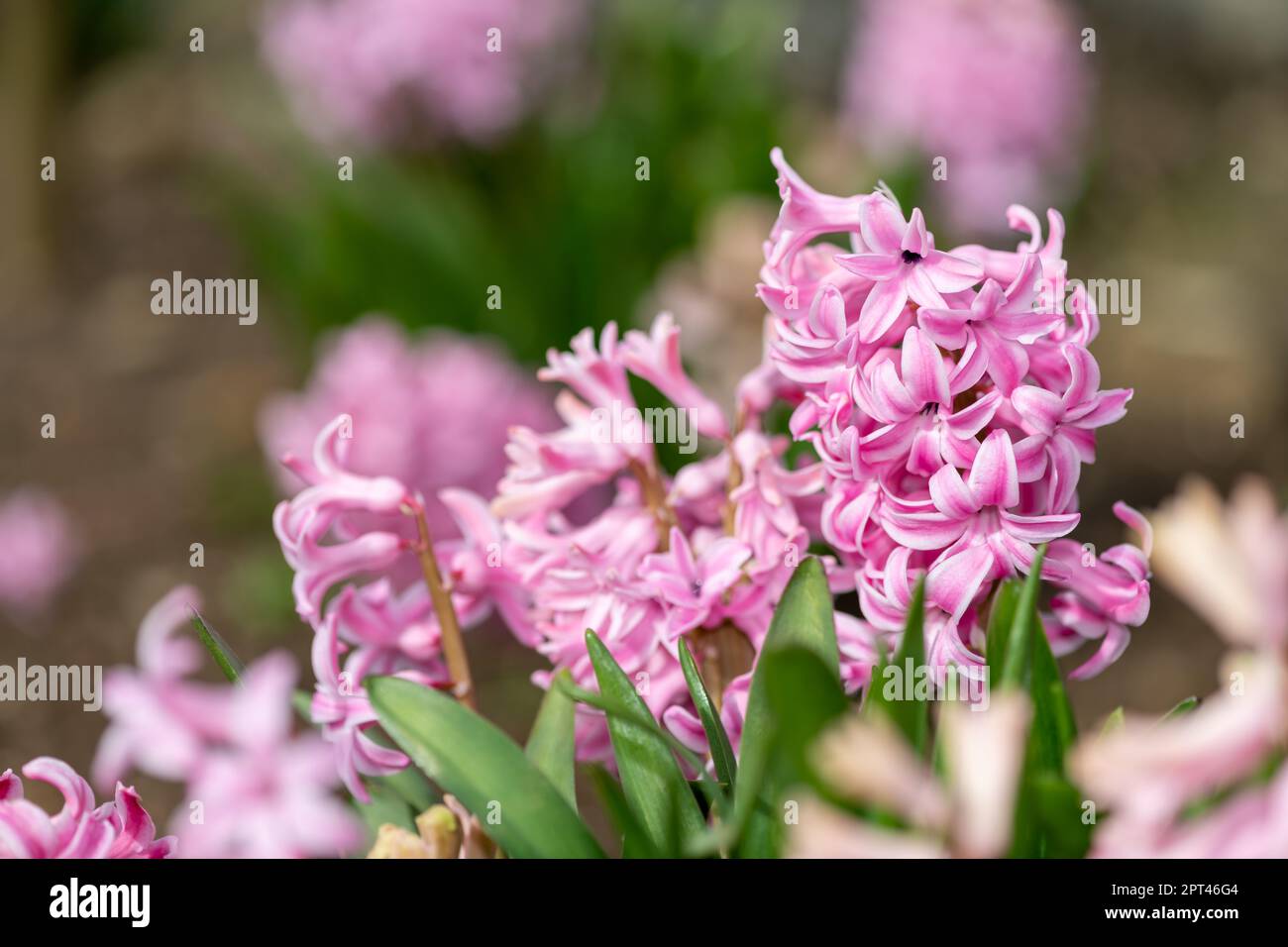 Close up of pink hyacinth (hyacinthus orientalis) flowers in bloom ...