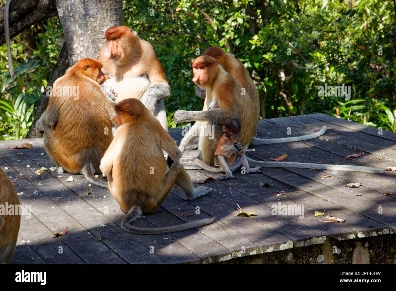 Proboscis monkey's in Labuk Bay Stock Photo - Alamy