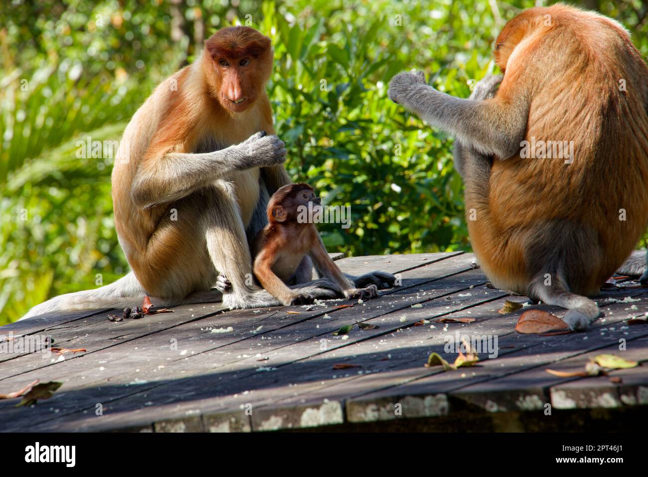 Proboscis monkey's in Labuk Bay Stock Photo - Alamy