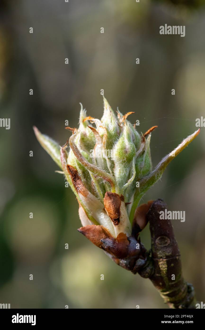 Close up of fruit buds at the green cluster growth stage on a ...