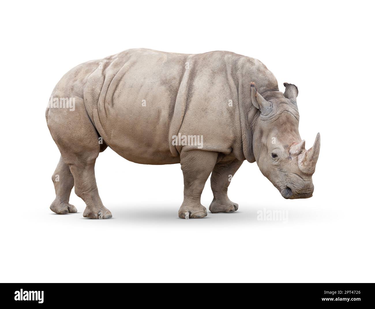 Single Large Rhinoceros Isolated on White Stock Photo - Alamy