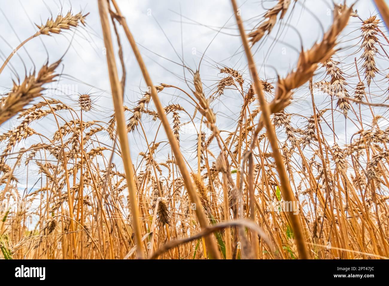 Golden Cereal field with ears of wheat,Agriculture farm and farming ...