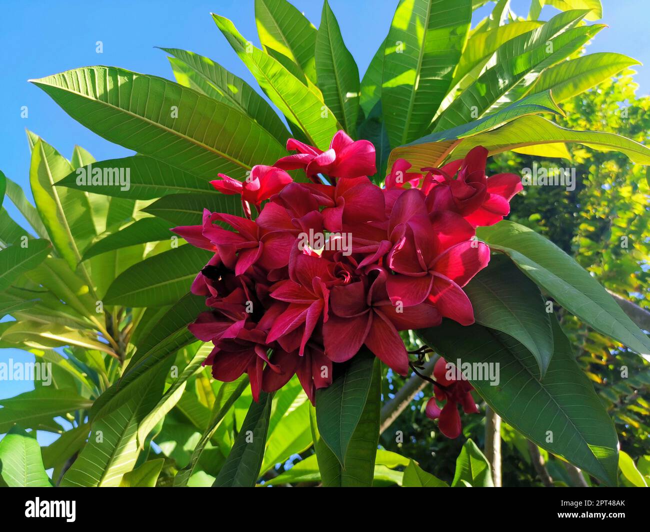 The beauty of the Frangipani flower red plumeria Stock Photo - Alamy