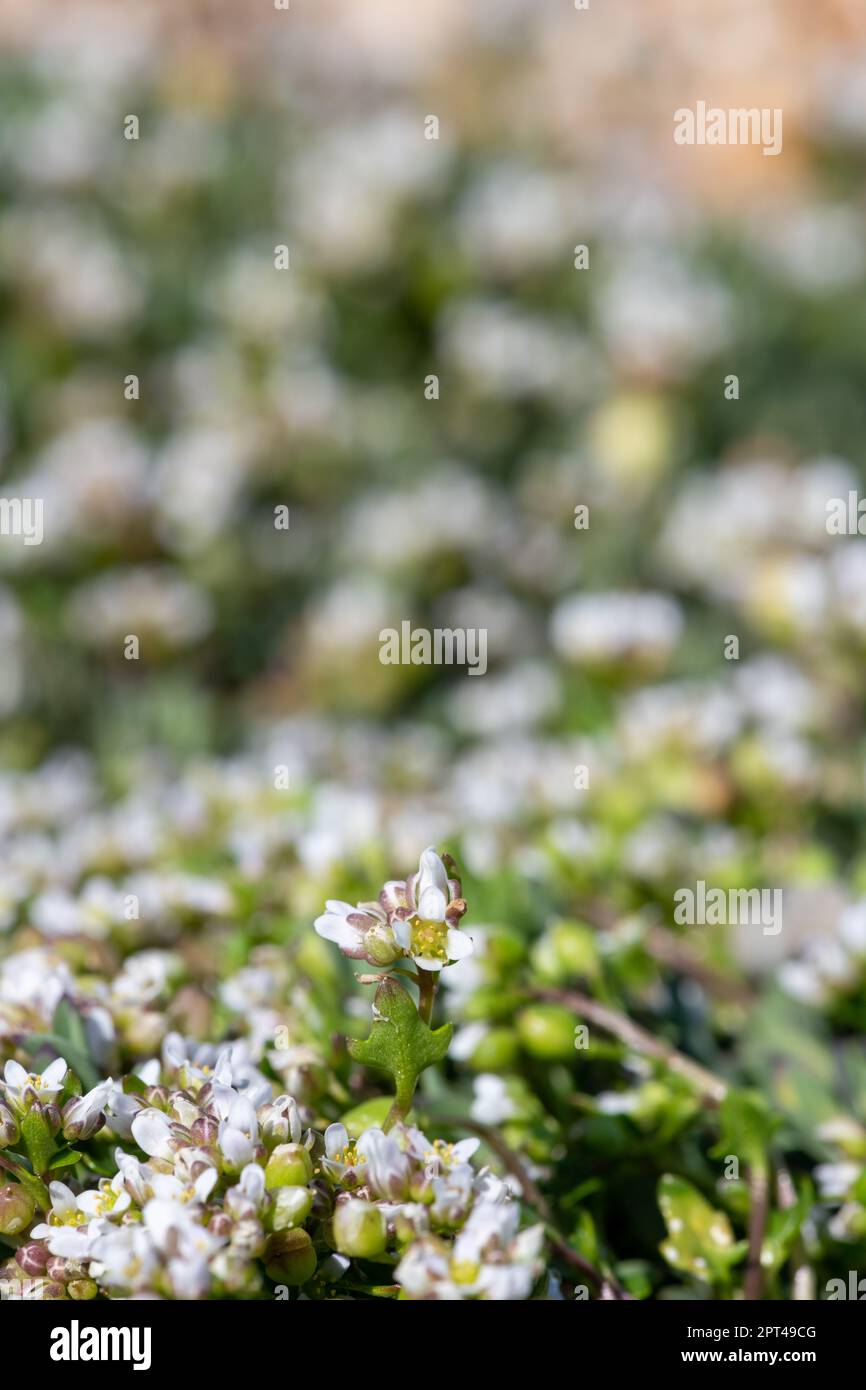 Macro shot of scurvygrass (cochlearia officinalis) flowers in bloom ...