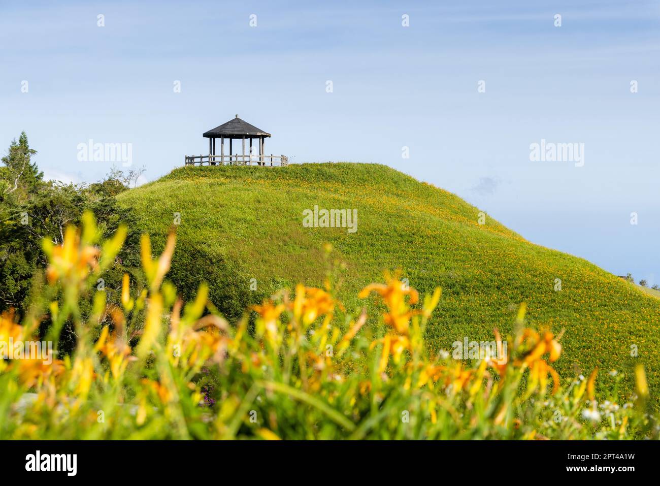 Orange day lily flower field in Taimali Kinchen Mountain in Taitung of ...
