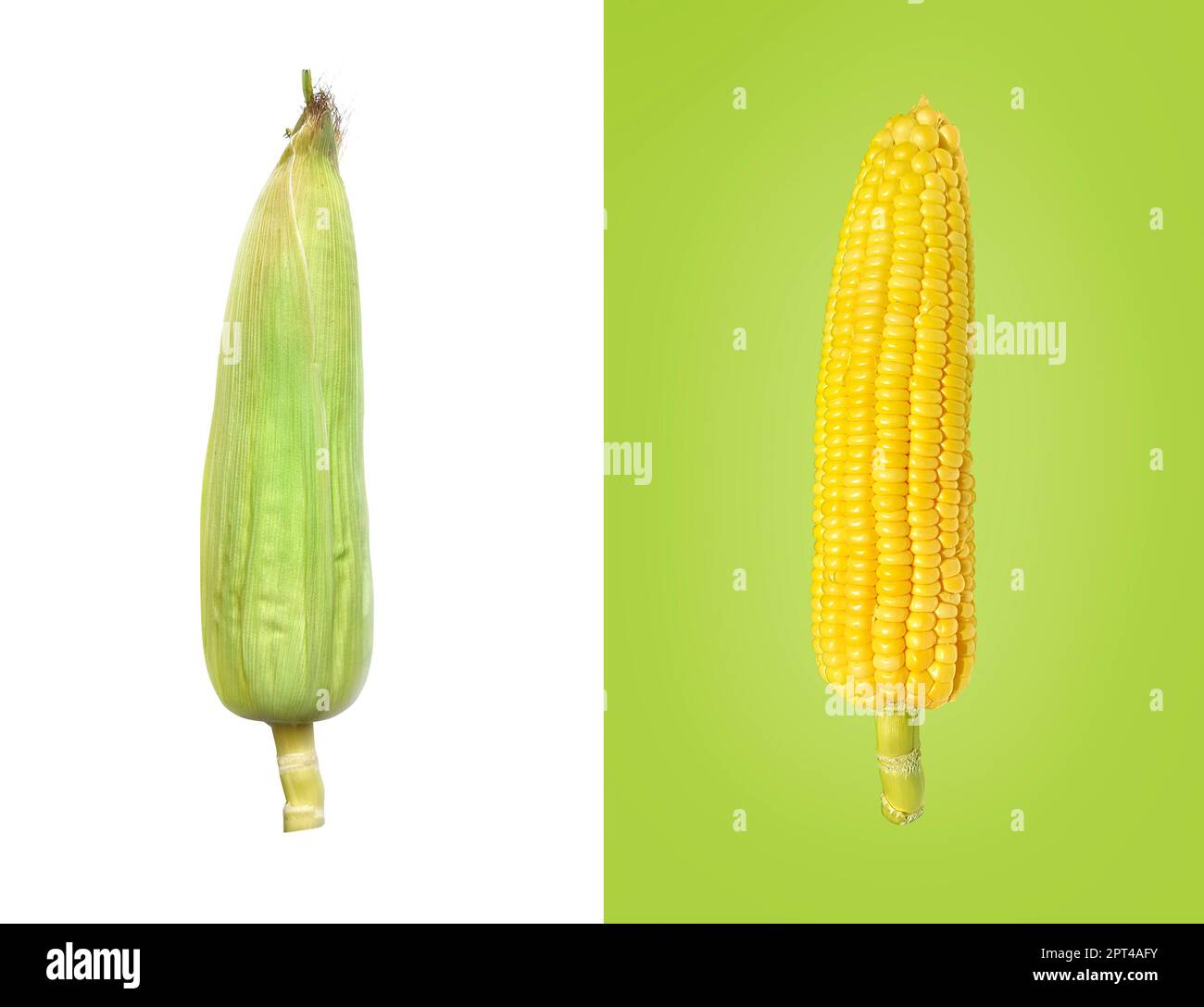 Creative layout made of flat laying corn, food concept, vegetables ...