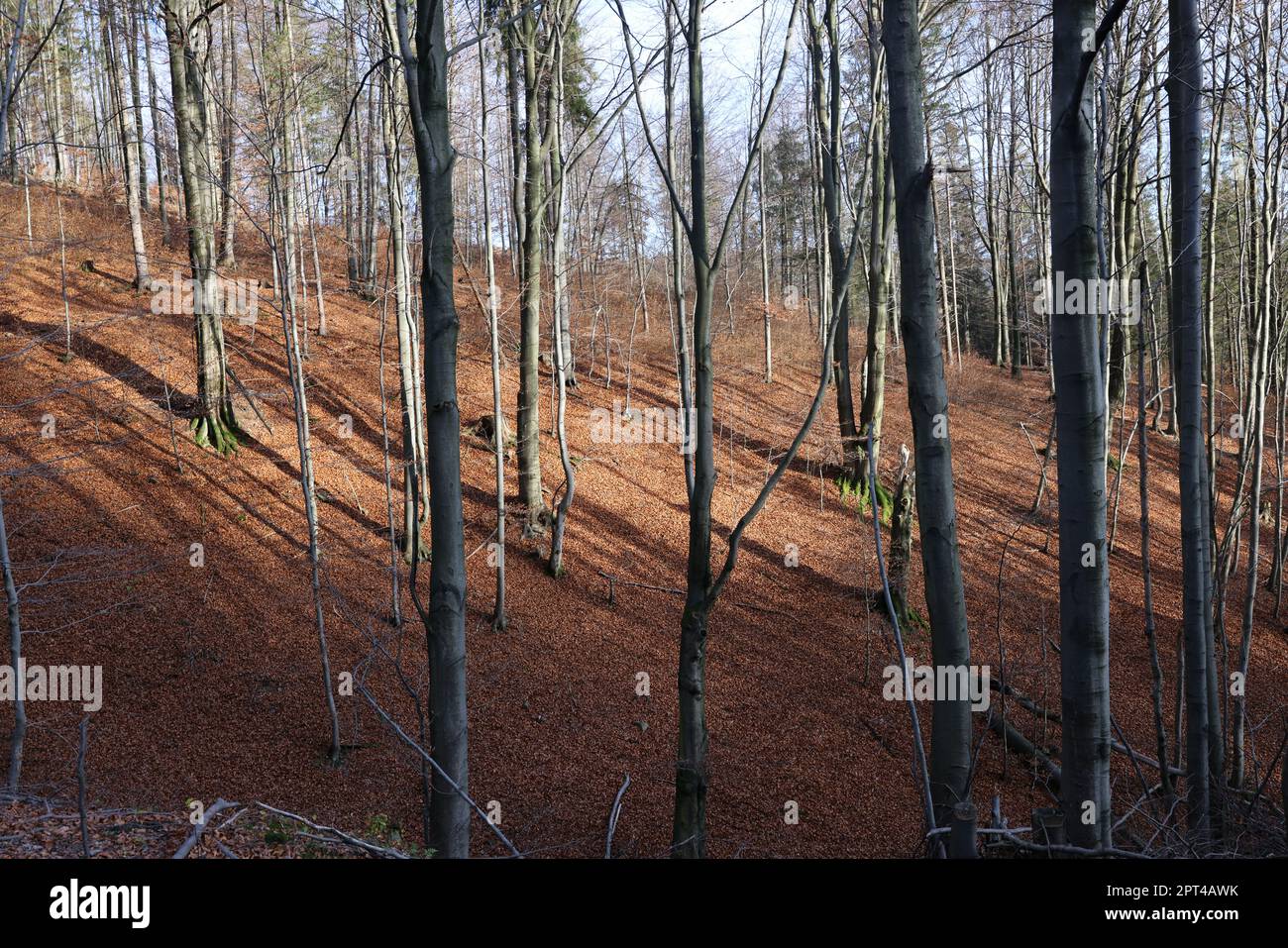 silver-beech tree trunks against the dry leaves Stock Photo - Alamy