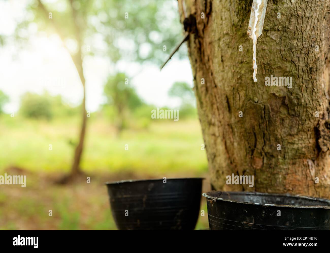 Rubber tapping in rubber tree garden. Natural latex extracted from para ...