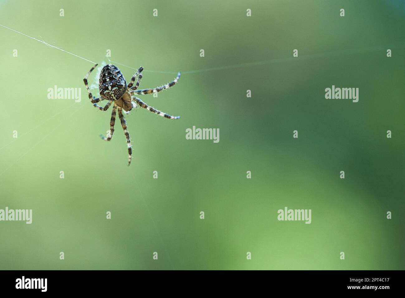 Cross spider crawling on a spider thread. Blurred background. A useful ...