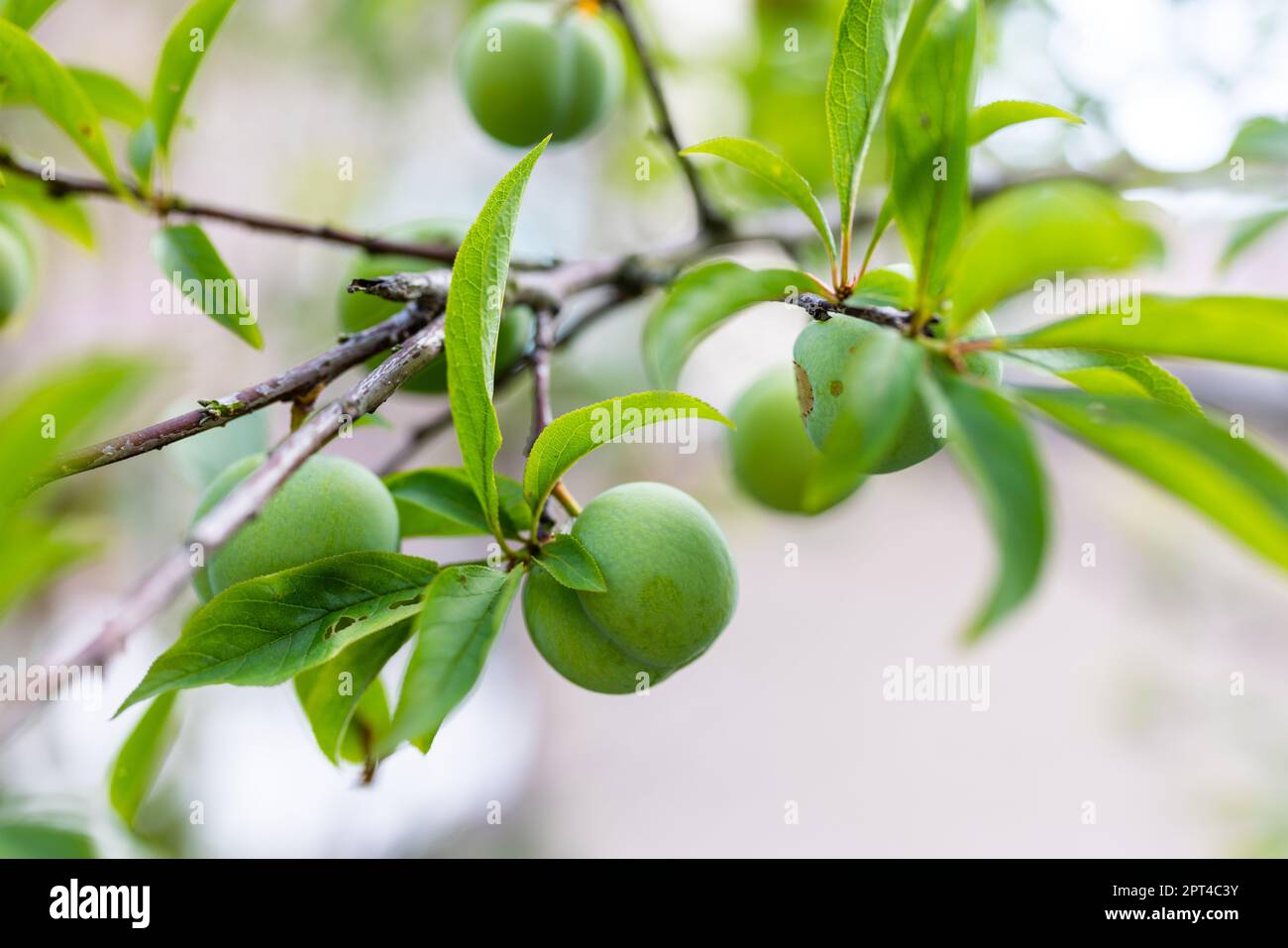 Fruit greengage on the tree Stock Photo - Alamy