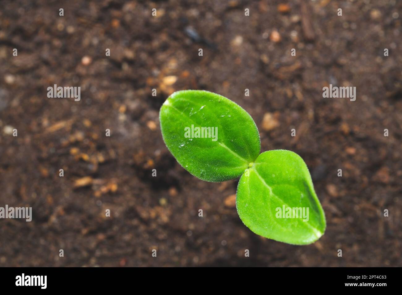 Small green sprout growing in the soil close up Stock Photo - Alamy