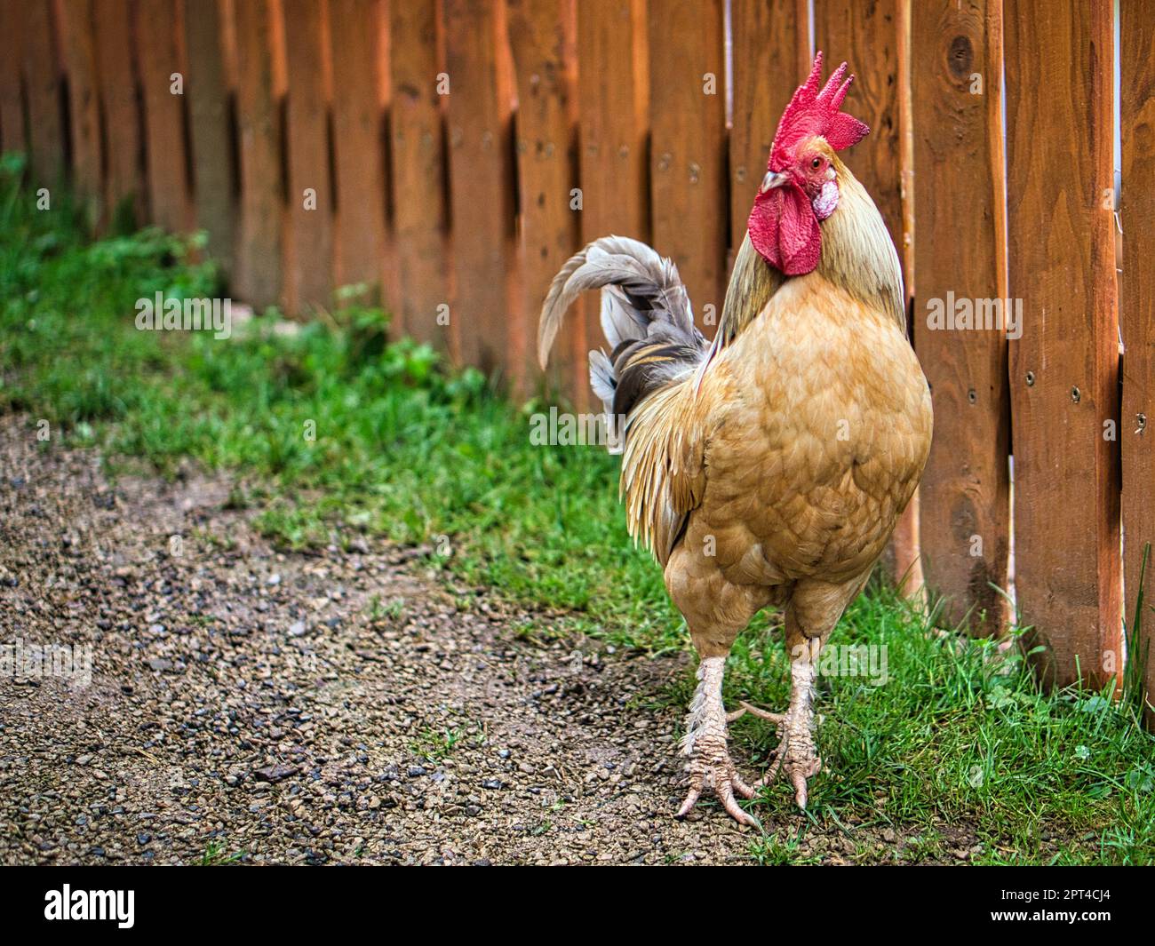 Hen on a farm in search of food. The free-living birds scratching the ...