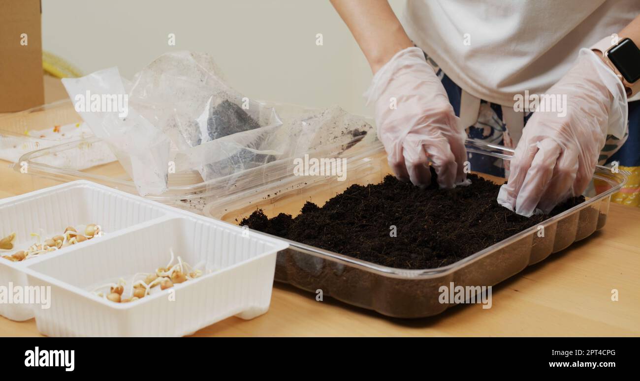Planting vegetable at home for mini garden Stock Photo - Alamy