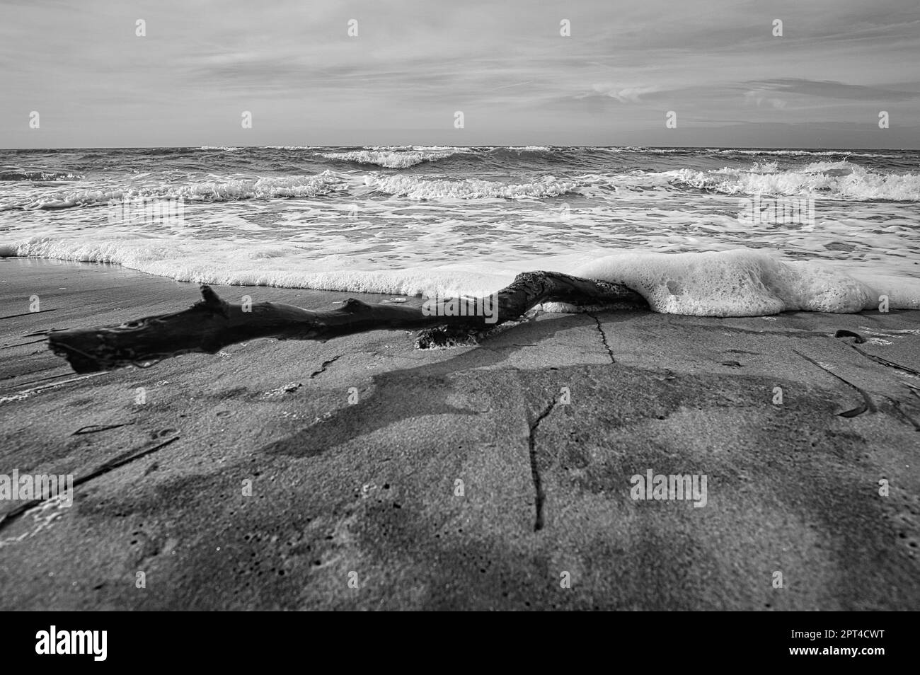 west beach on the baltic sea depicted in black and white. rich in ...