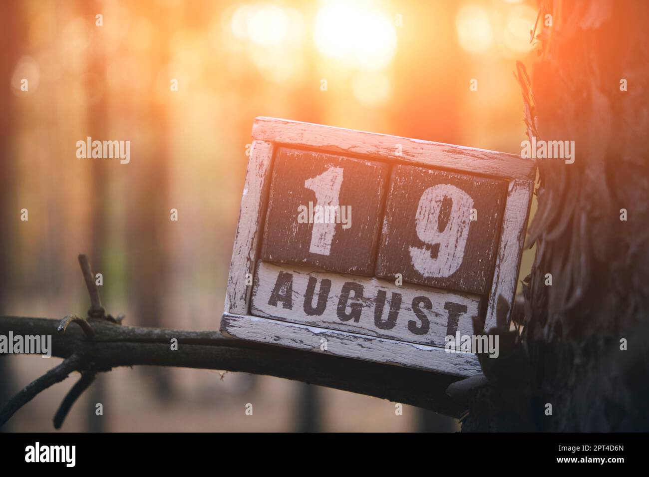 August 19, summer month, wooden calendar stands branch in forest ...