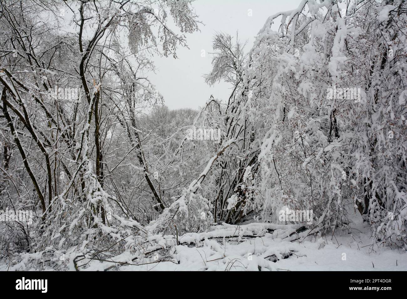 Winter landscape with a lot of snow and trees Stock Photo - Alamy
