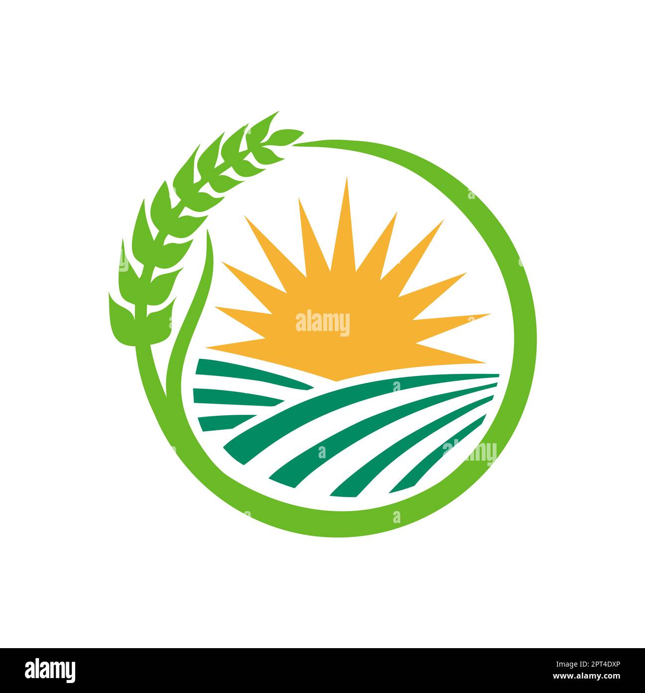 Rice Farm Logo Mayor Vico Featured In Rice Paddy Art Punto! Central