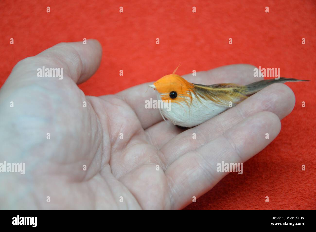 Multi colored birds hi-res stock photography and images - Alamy