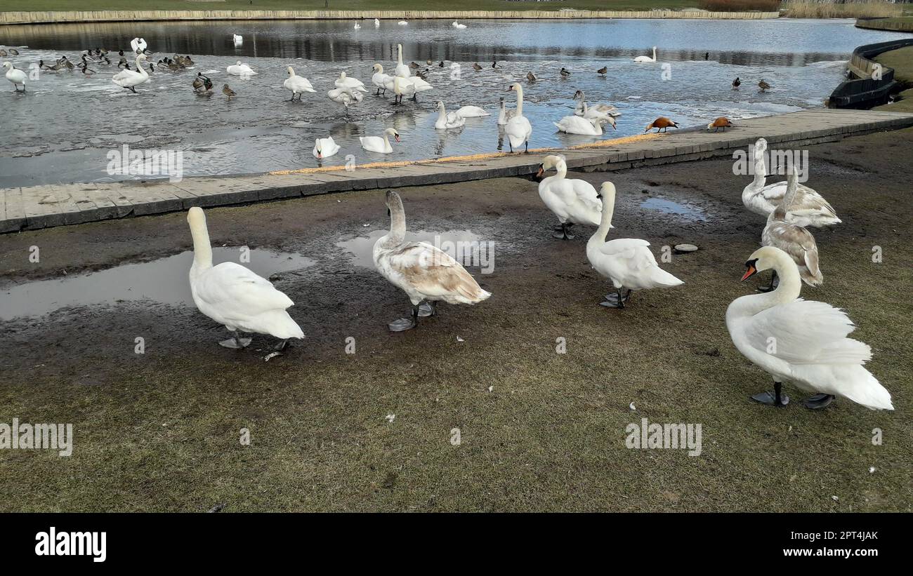 A flock of swans walks in the field near a the lake Stock Photo - Alamy
