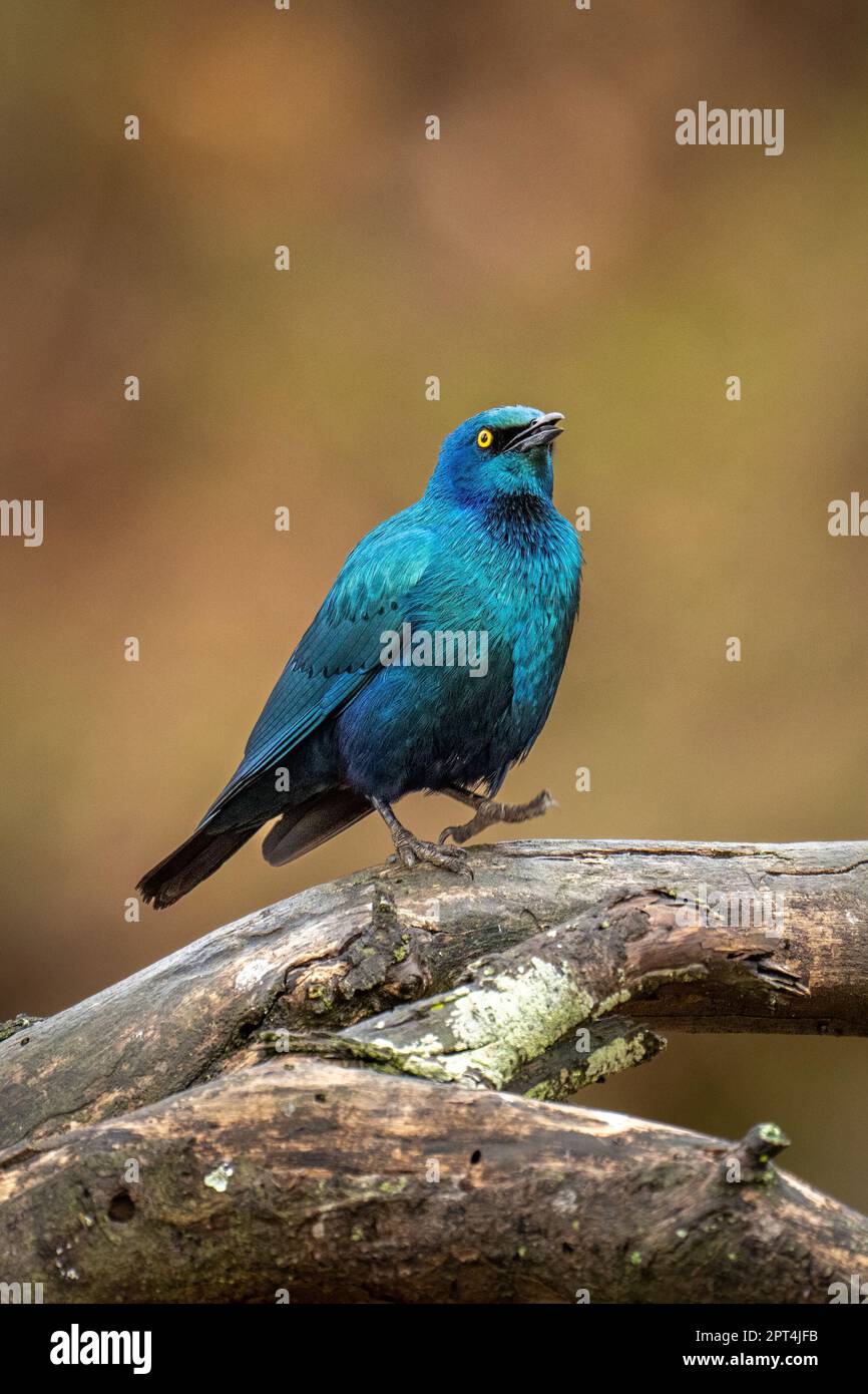 Greater blue-eared starling on branch lifting foot Stock Photo - Alamy