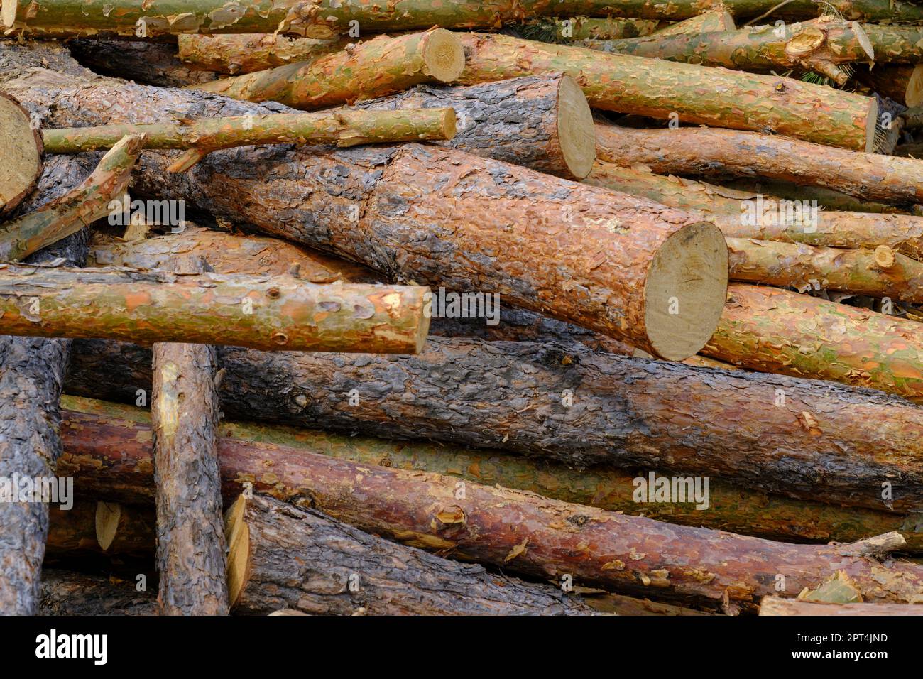 Pile logs stacked pine hi-res stock photography and images - Alamy