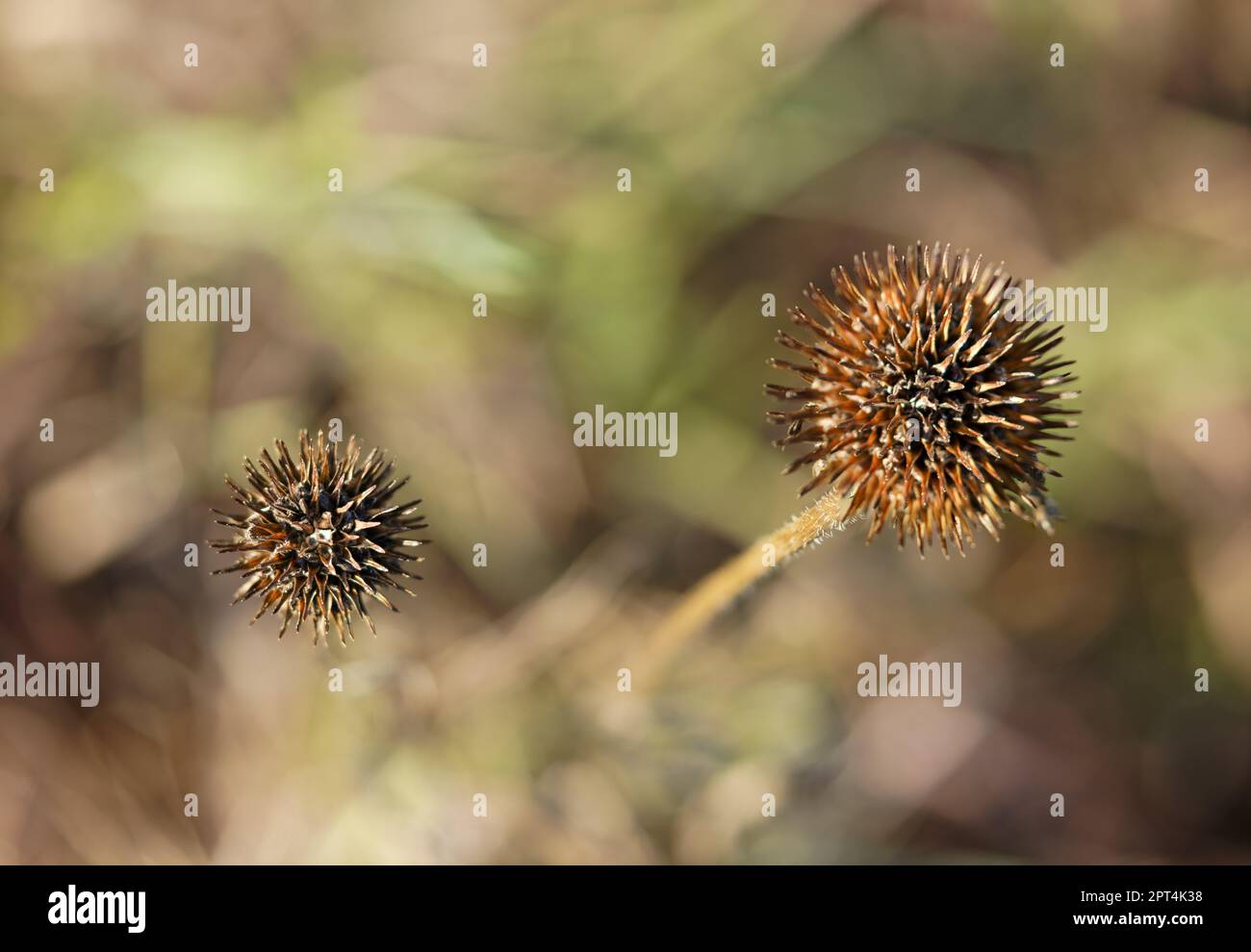 Two beautiful dried aster seed heads in a grassy field in late summer ...