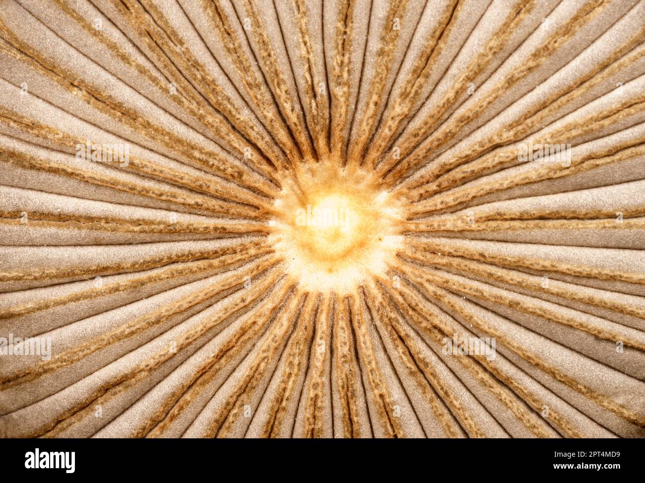 Sunburst pattern in the upper surface of a small mushroom cap growing ...