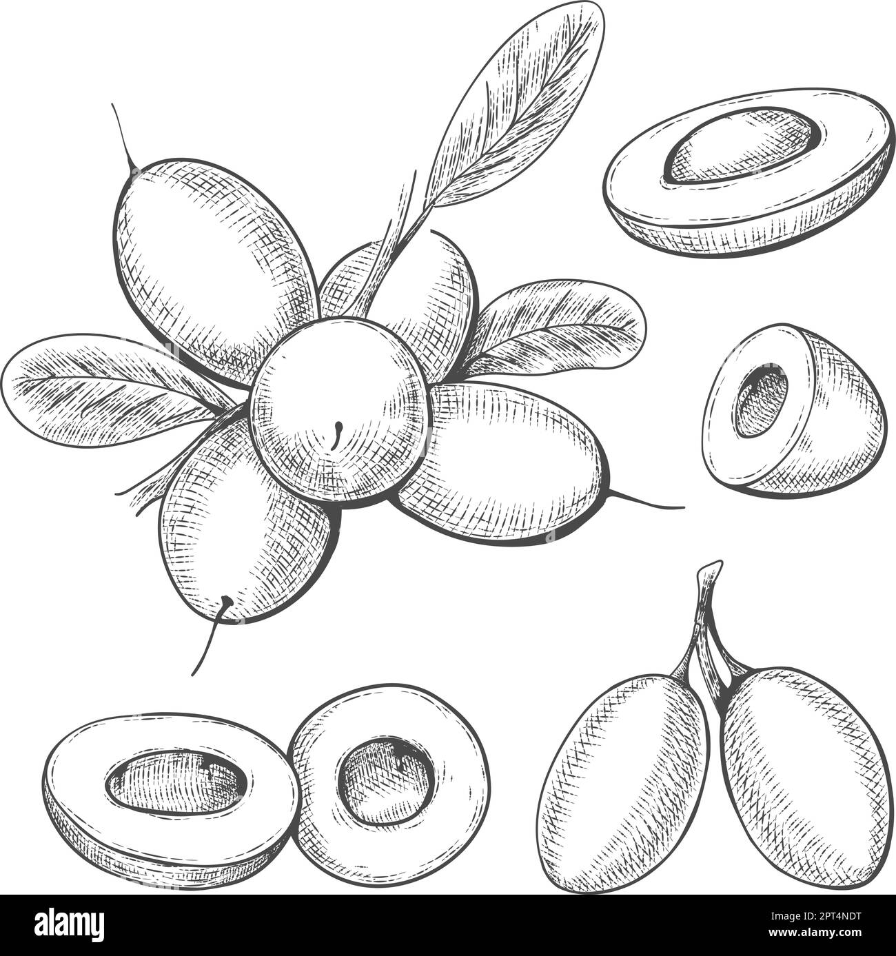 Hand drawn miracle berries Stock Vector Image & Art - Alamy