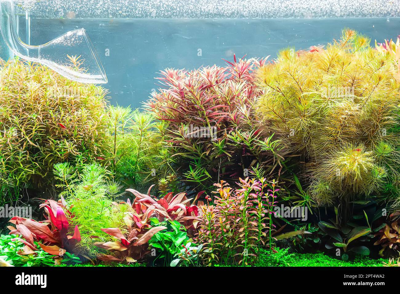 Underwater landscape nature forest style aquarium tank with a variety ...