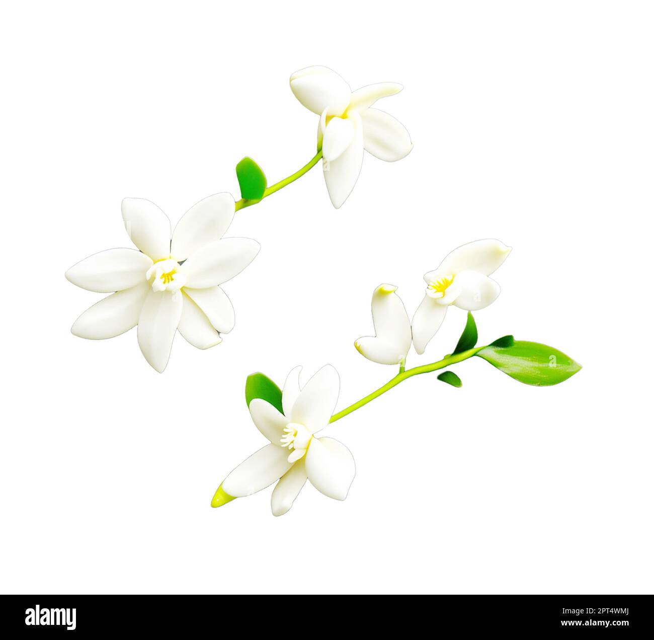 Vanilla flowers on white background. Vanilla is a spice derived from ...