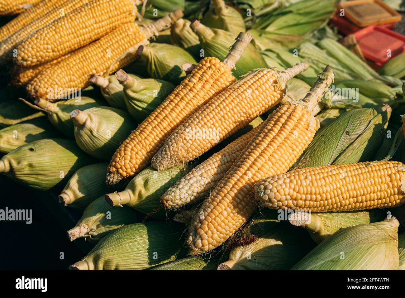 Fresh Raw Yellow Maize Corns In Heap On Local Agricultural Market ...