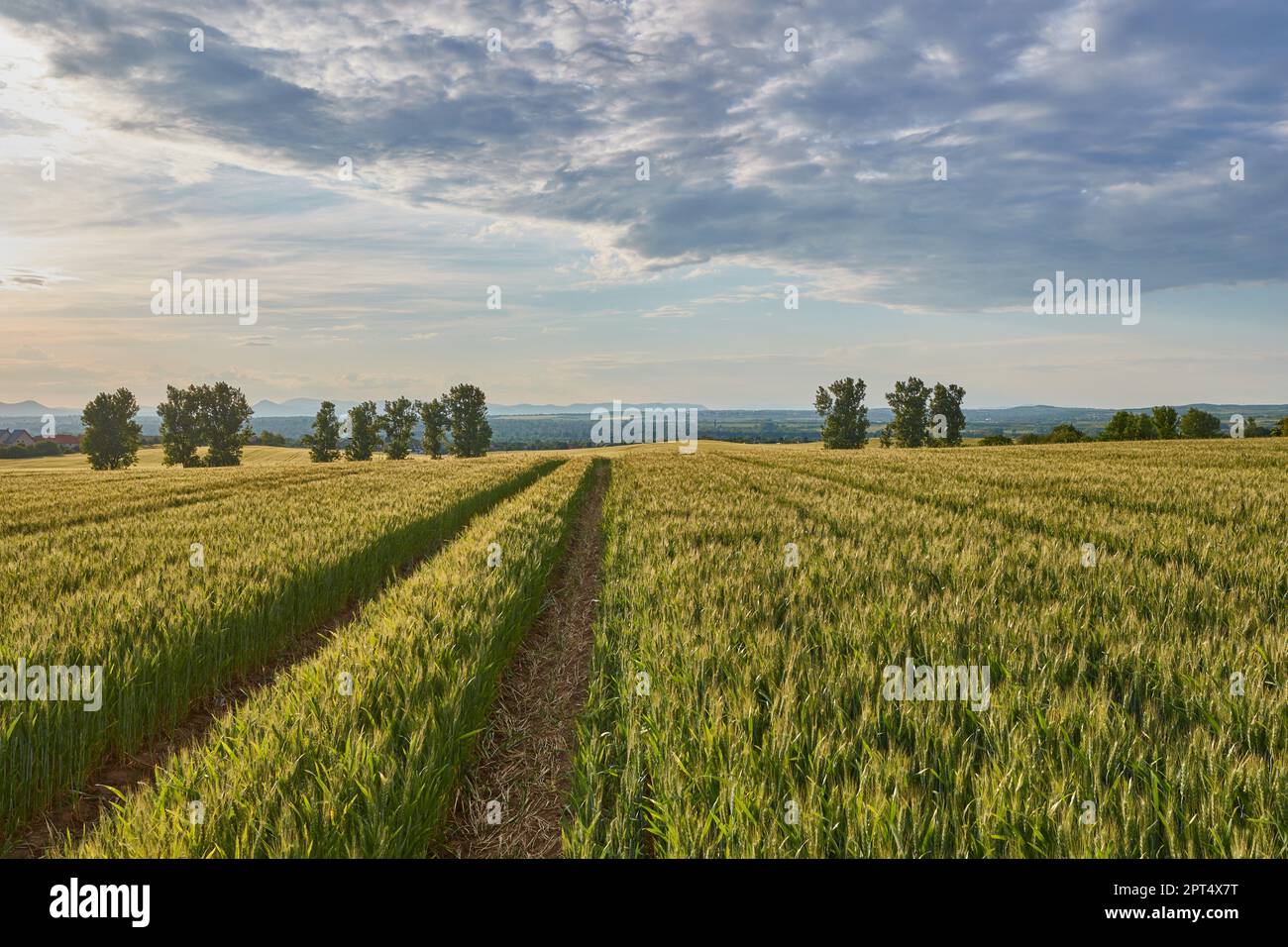 Countryside path through green fields with trees Stock Photo - Alamy